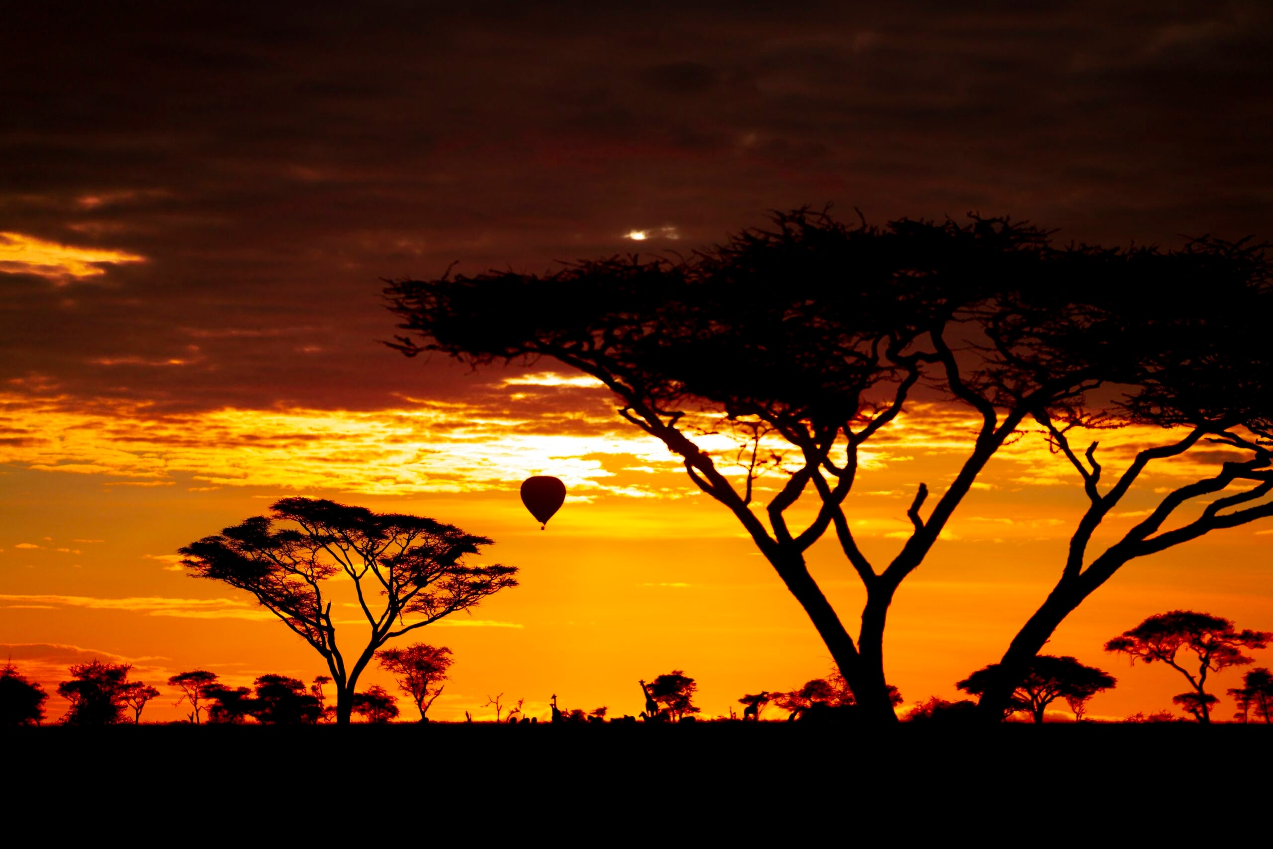 Serengeti National Park l Rejsetips l Tanzania Specialist